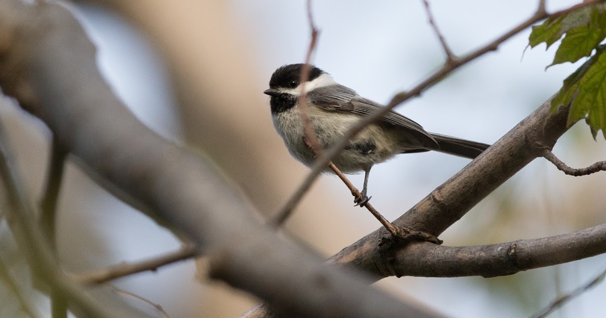 PeregrinePrints not dot com ... Blog: Hybrid Carolina X Black-capped ...