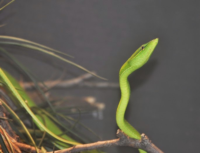 ZOOTOGRAFIANDO (6.100 ANIMALS): CULEBRA BEJUQUILLA VERDE / GREEN VINE ...