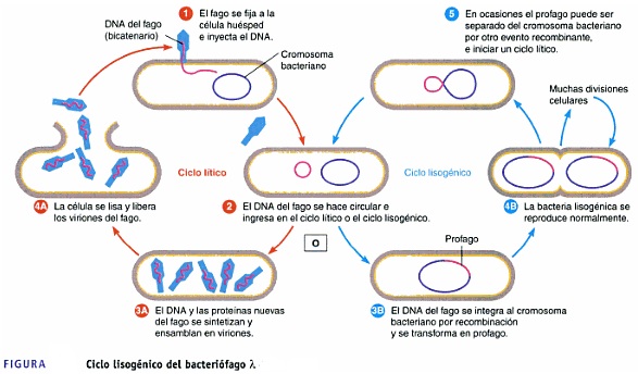 LA BIOLOGÍA EN EL CINE Y LAS ARTES: A VUELTAS CON LOS VIRUS