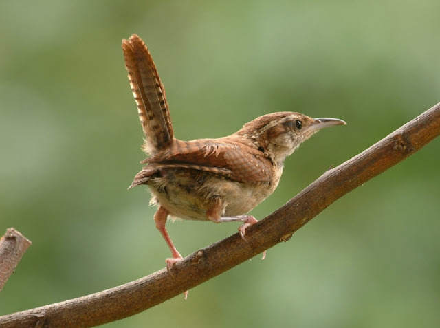 Carolina Wren | The Life of Animals