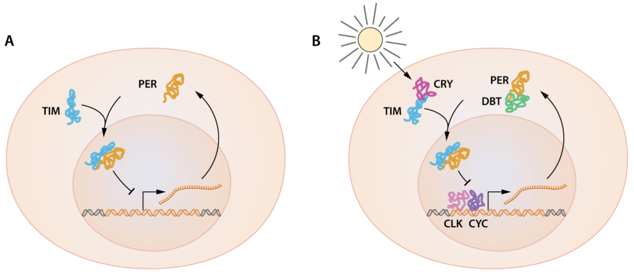 Cara Kerja Jam Biologis Secara Biologi Molekuler - Biologizone