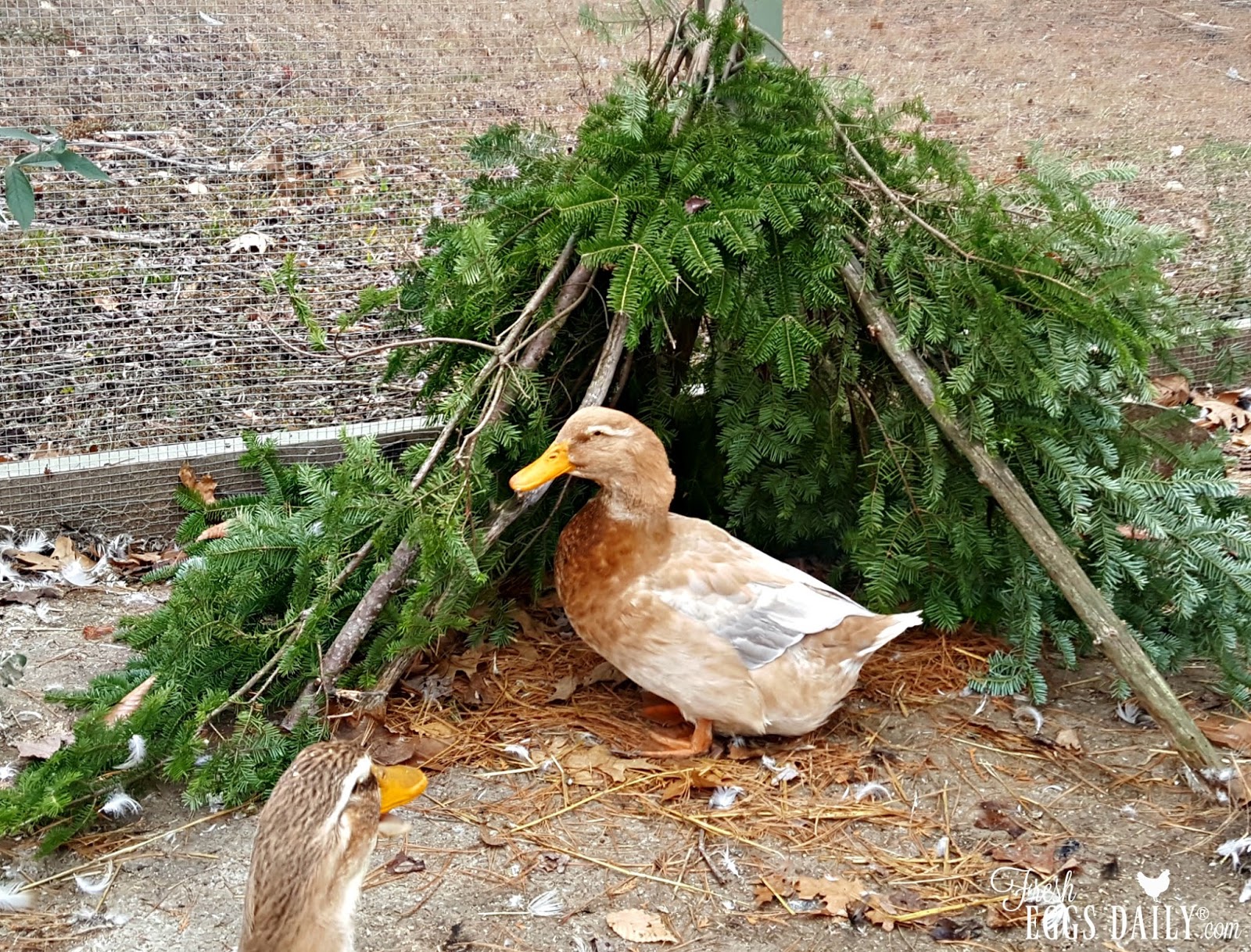 Easy DIY Duck or Chicken Teepee - Fresh Eggs Daily® with Lisa Steele