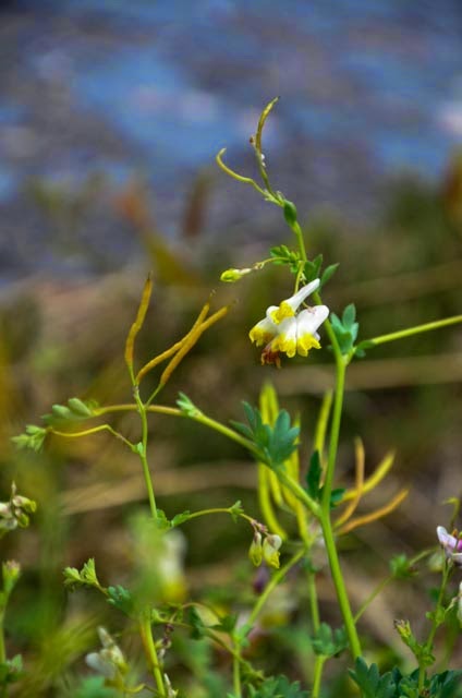 SAPS-NCGA: Panthertown Valley hike with Dan Pittillo