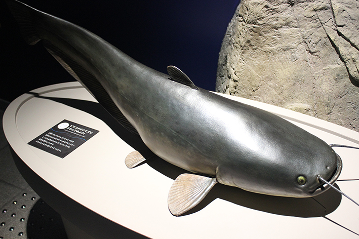 Zoos in Japan: Lake Biwa Museum