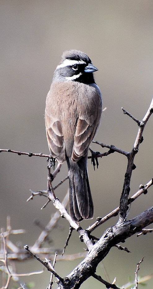 Birding Is Fun!: Black-throated Sparrow