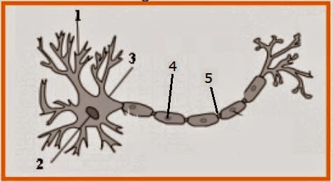 BIOLOGI GONZAGA: PERSIAPAN MID SEMESTER 1 KELAS IX SMP