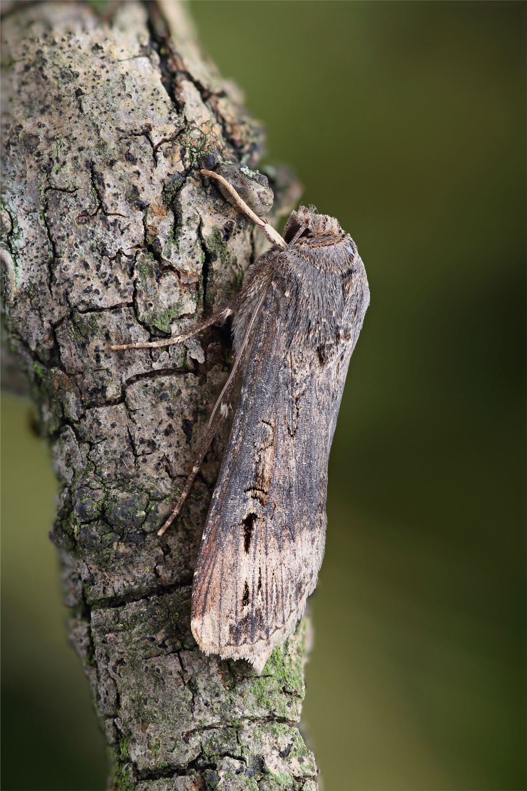 Hereford and Worcester Moths: Dark Sword-grass, Halesowen.