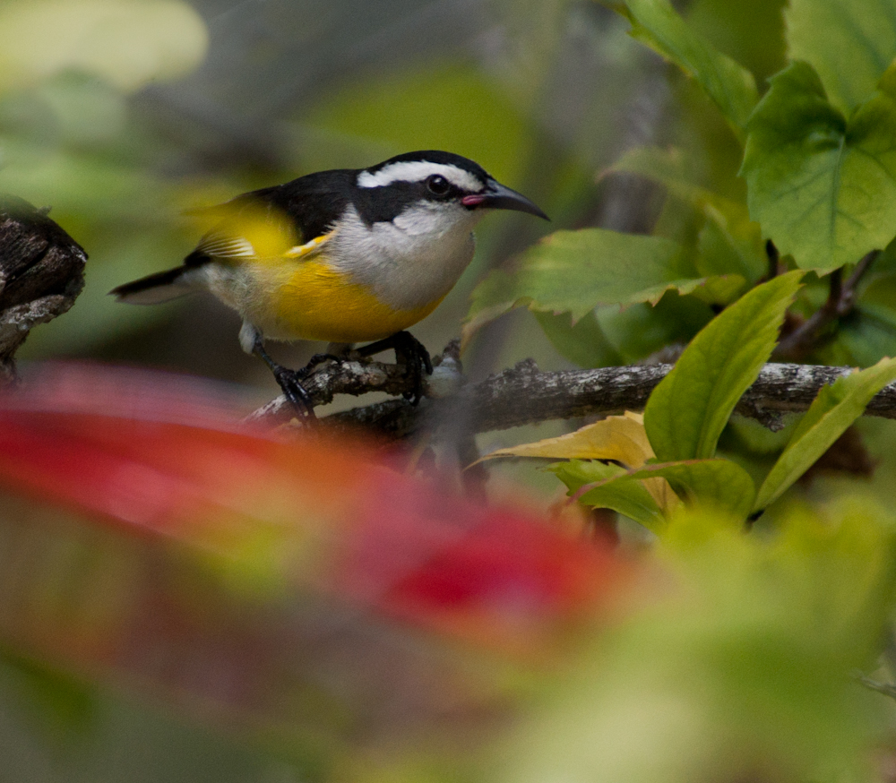 Rachelle Vance Photography♥: Bahama Birds~