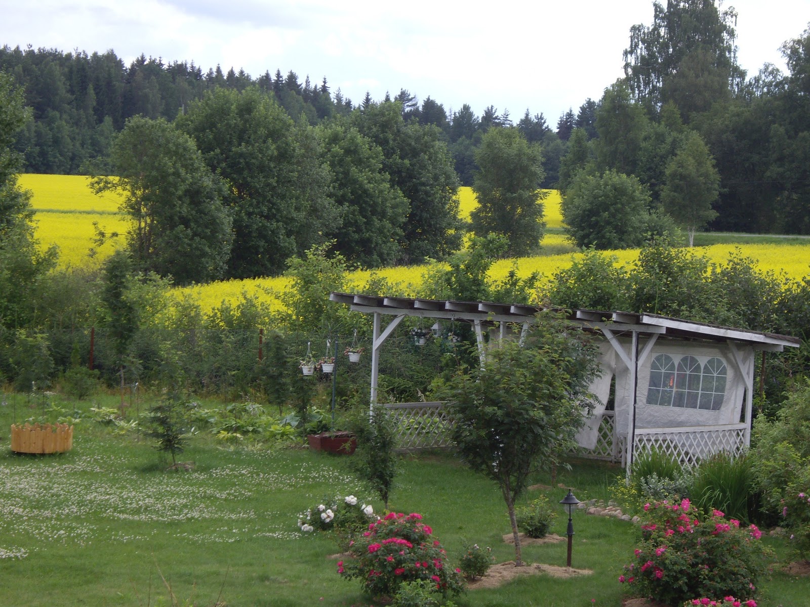 KIMALASE LILLEAED: LOOMINE- 6.lehtla ja hostad