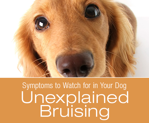 Symptoms to Watch for in Your Dog: Unexplained Bruising