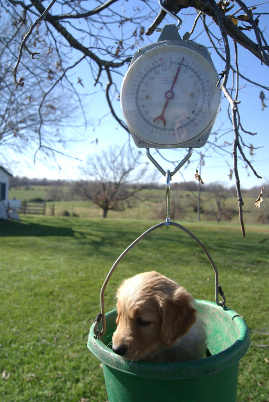 Finley River Retrievers: Hanging Puppies from the Tree!