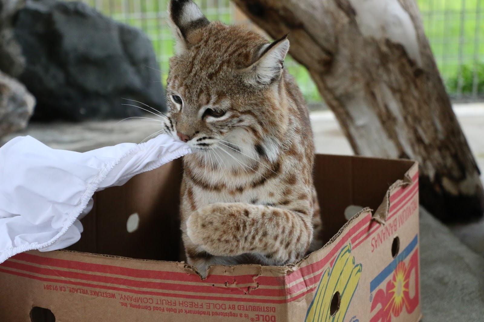Wildwood Wildlife Park: Zookeeper Appreciation Week: Lindsay and the ...