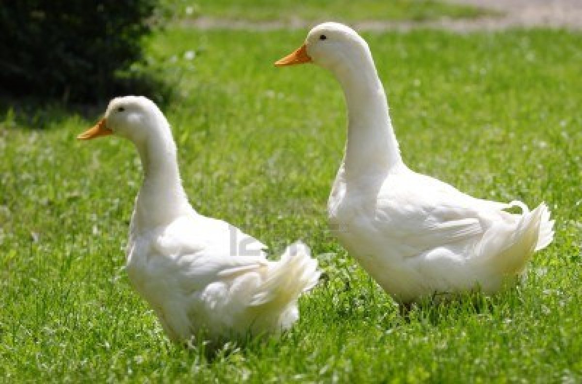 ASSOCIAZIONE ITALIANA DIFESA ANIMALI ED AMBIENTE: OCHE MORTE DI FAME A ...