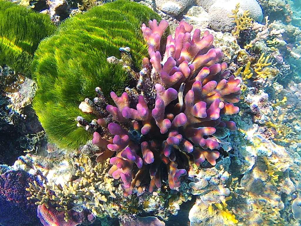 Dreamtime Sail: Great Barrier Reef hopping, first stop Fitzroy Reef