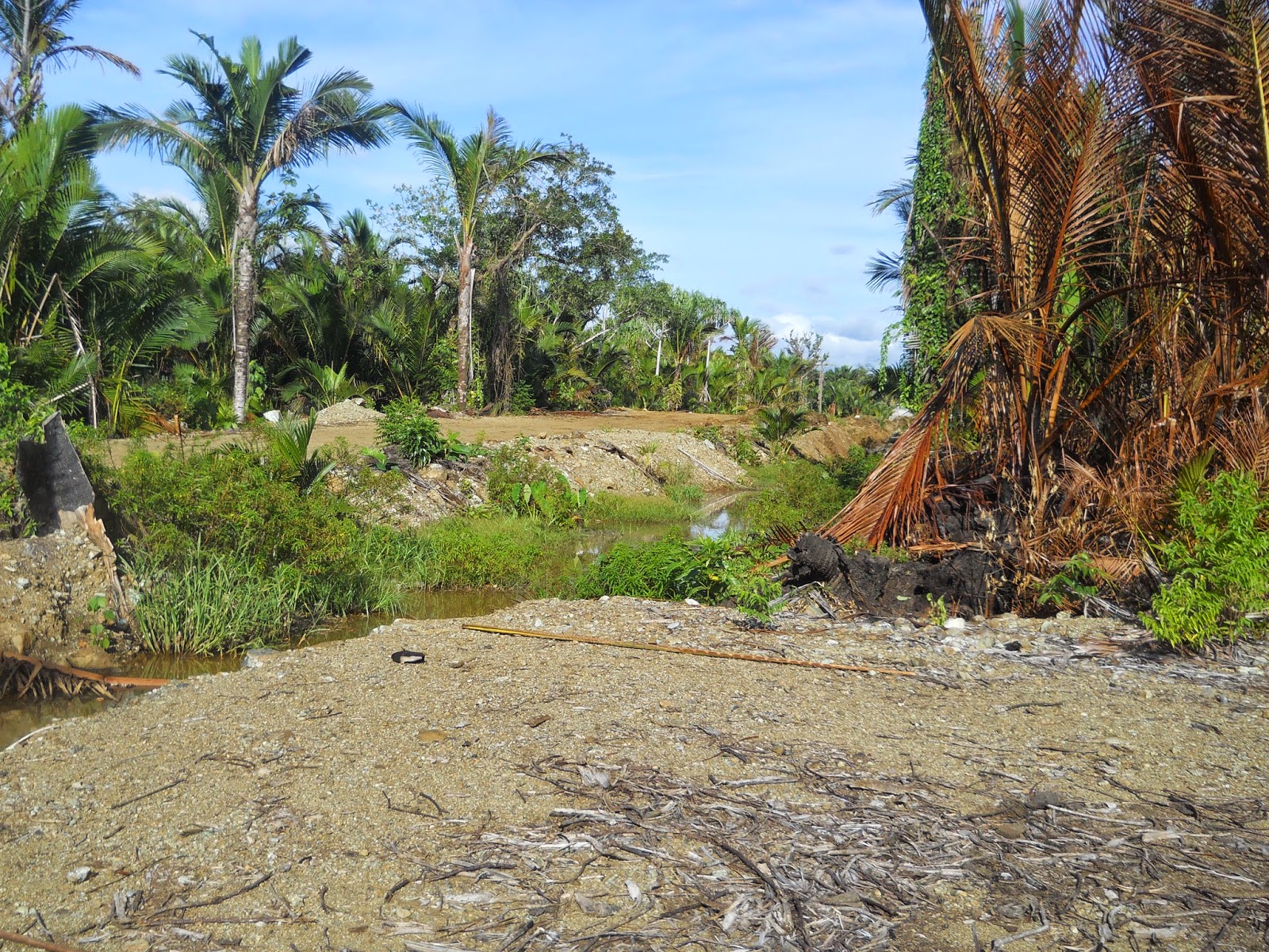 DESA NENDALI: Desa Nendali- Kebun Sagu