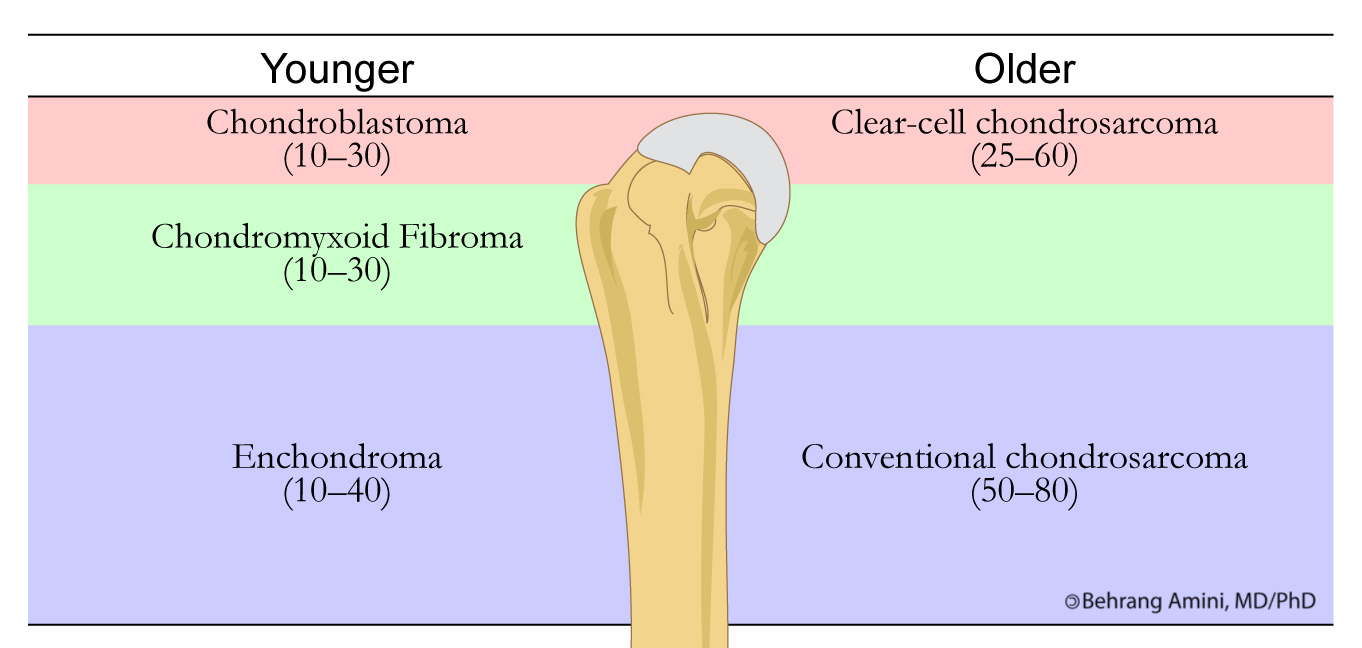 Roentgen Ray Reader: Cartilage Lesions by Age and Location