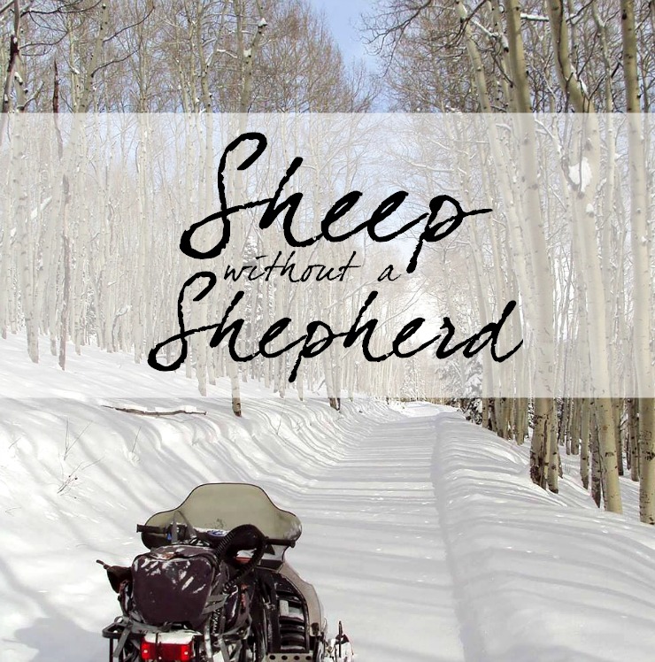 Sheep without a Shepherd: Leadership and Riding Behind the Guide | The ...