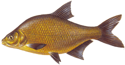 Medefiskeren: Brasen