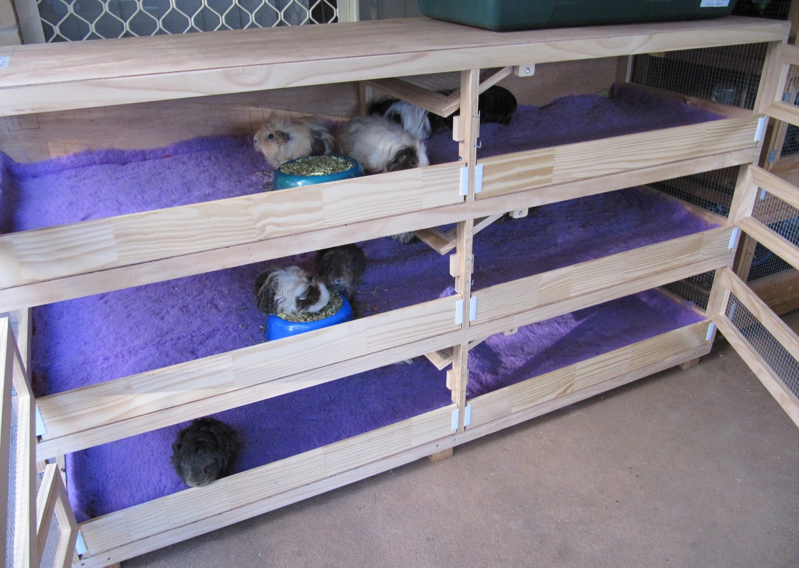 All Things Guinea Pig: Caviary Setup