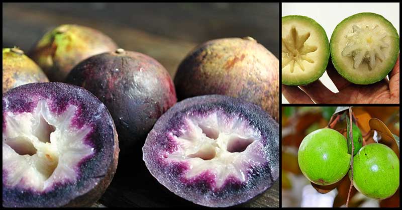 Star Apple Leaves And Its Medicinal Uses | Dr Farrah MD
