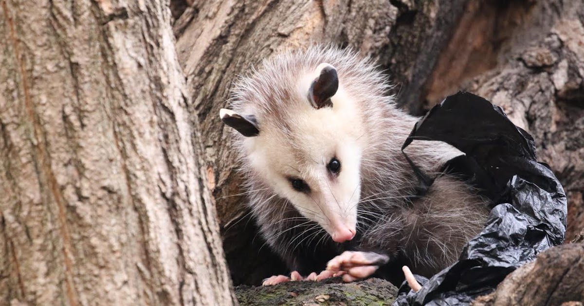 EV Grieve: Opossum drama in Tompkins Square Park