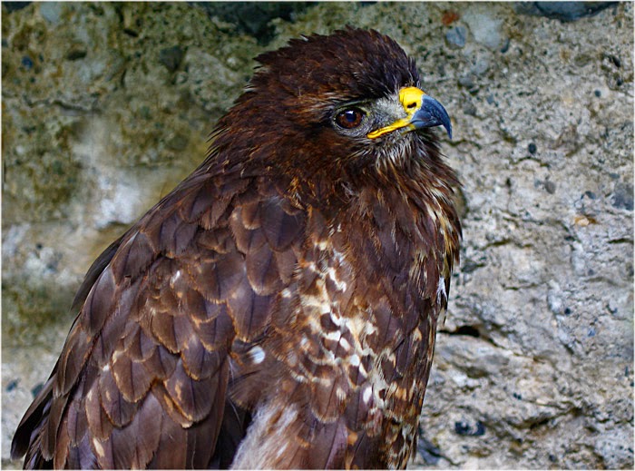 HUESCA Y LA SIERRA DE GUARA: RATONERO Buteo buteo Carl von Linné, 1758 ...