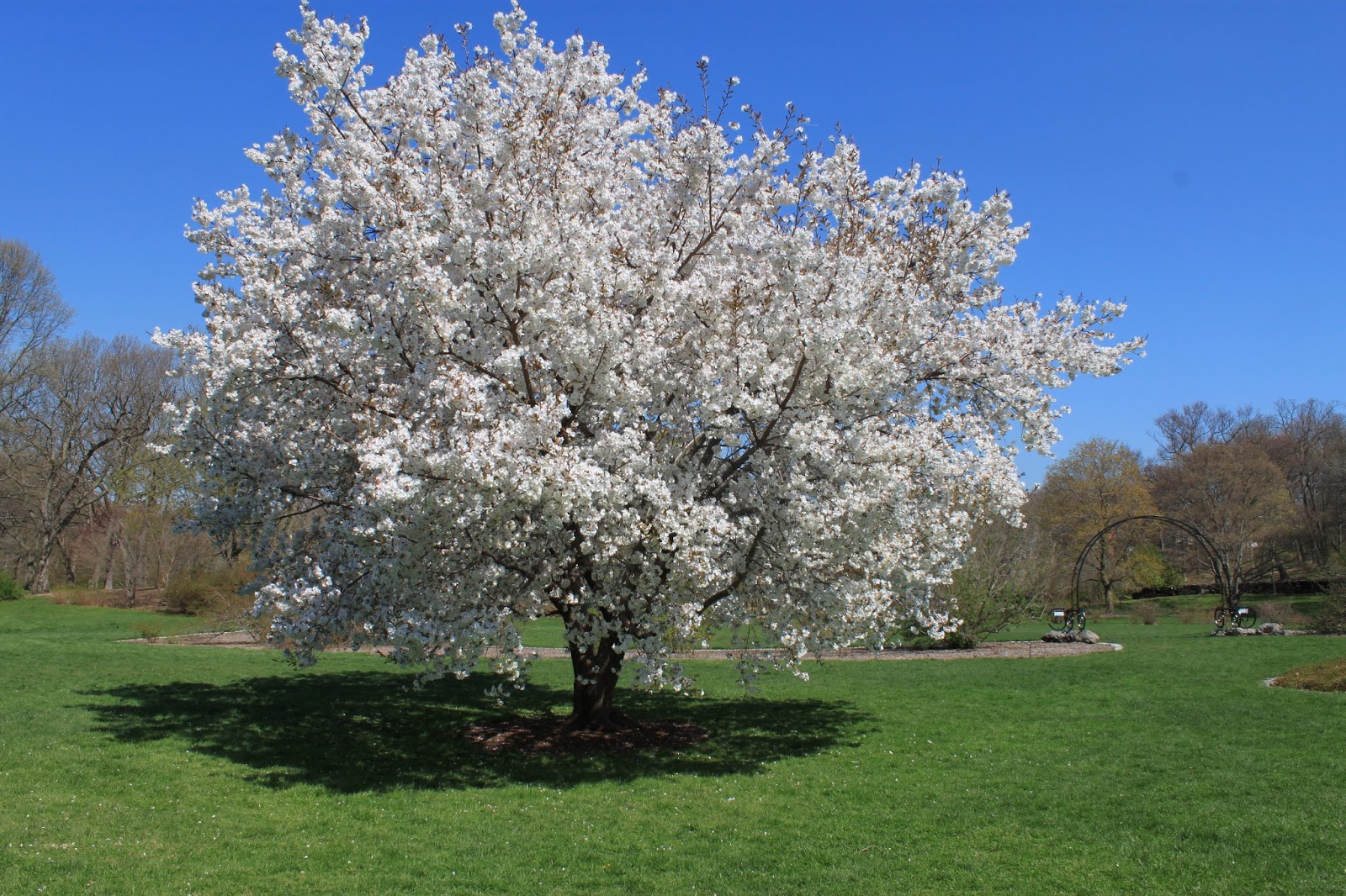 A Lady in Boston : Arnold Arboretum of Harvard University