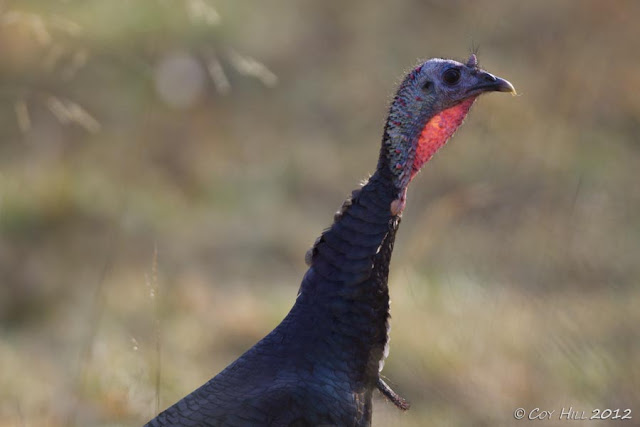 Jake Turkey Identification