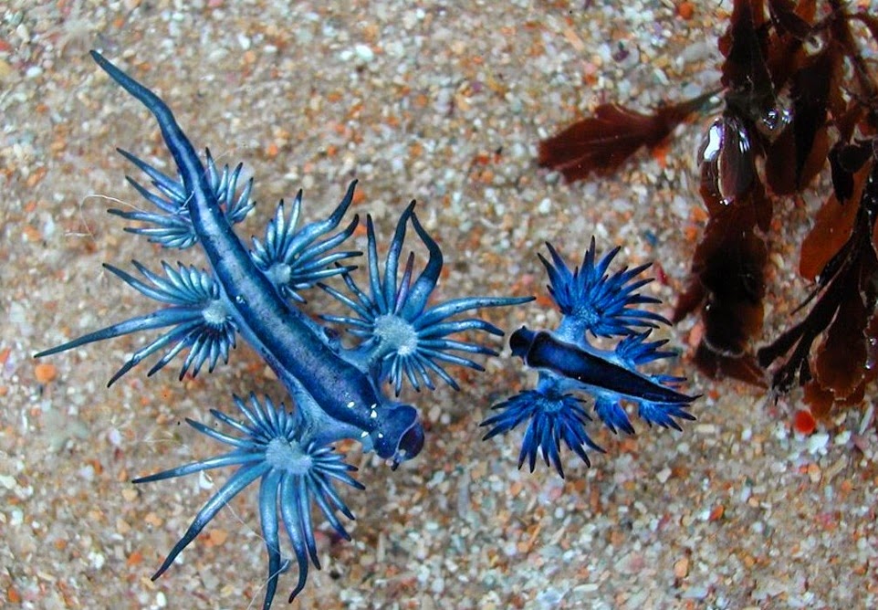 Blue Angel ~ Nature Conservancy