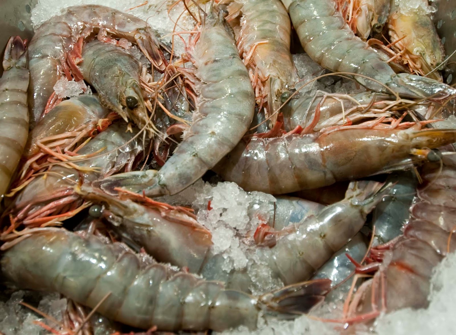 Της πείνας τα... καμώματα: Οι γαρίδες και τα μυστικά τους