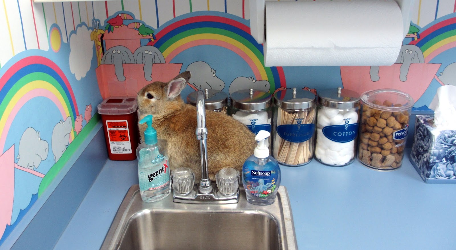 Rabbit Ramblings: Bunny Care: Monitor your bunny's mood