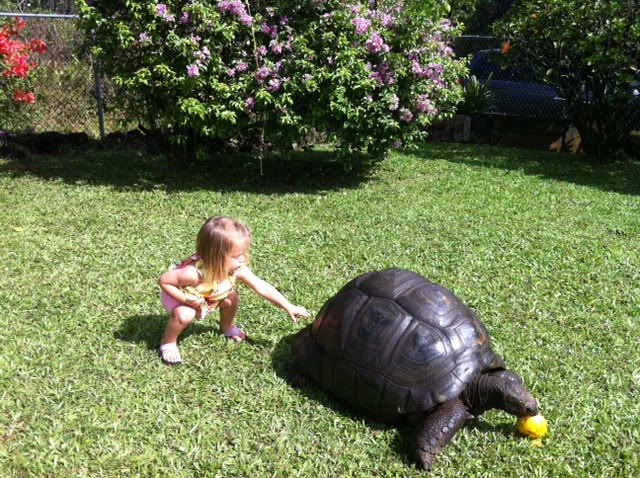 Big Adventures Big Island: Tortoise Farm