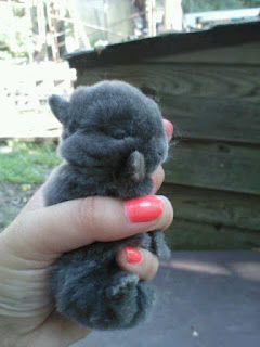 Rabbit Genetics And Musings: Cheat Sheet: Understanding the Dwarfism ...