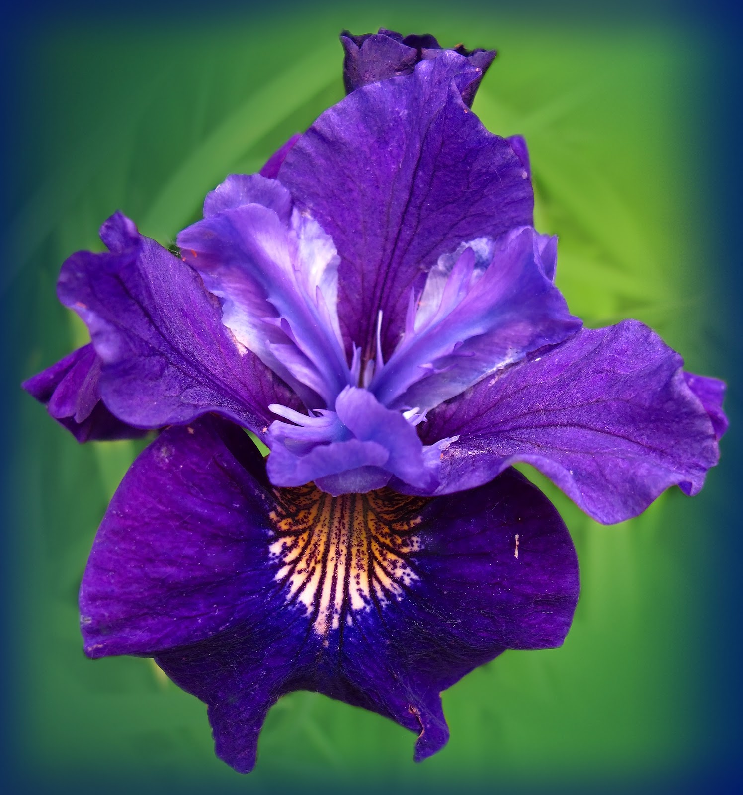 Chronicles of Whimsy: Iris of Whimsy
