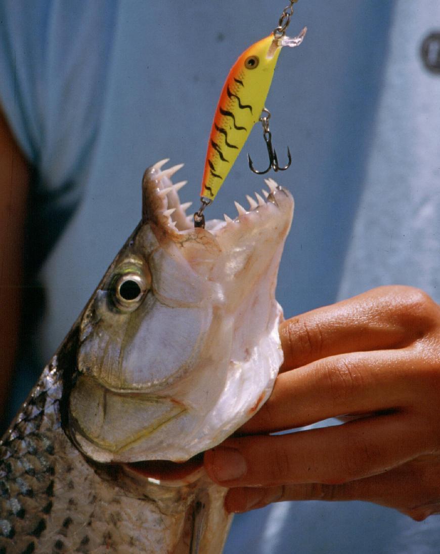 Big Fishes of the World: TIGERFISH (Hydrocynus forskahlii)
