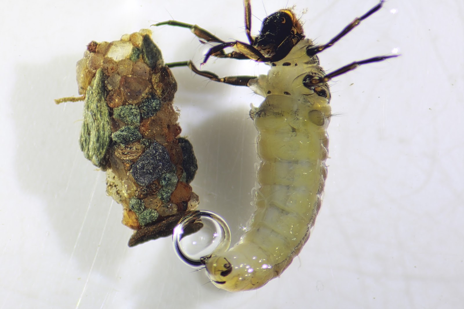 Aquatic Insects of Central Virginia: 2016