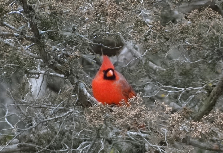 Spring Valley Roses: The Secret Cardinal Song