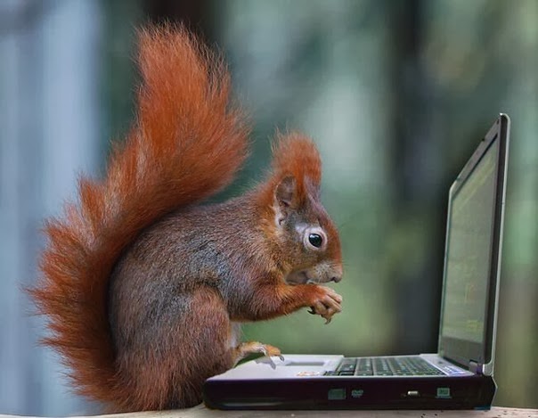 Cute Funny Animalz: Funny Animals Using Mobiles & LapTop New And ...