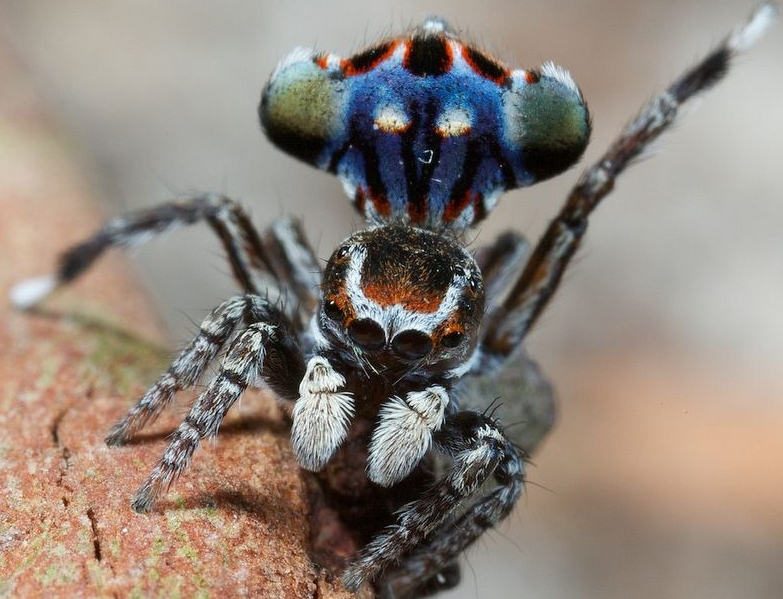 Spesis Labah-Labah Paling Cantik 'Peacock Spider'