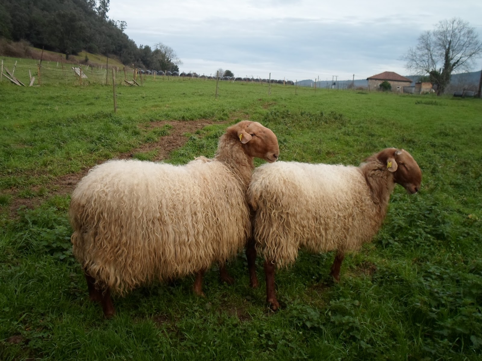 Ovejas Nacho: Carnero de tres años y cordero de un año