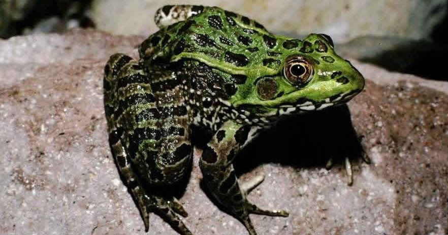 Non-Evolution of the Frog