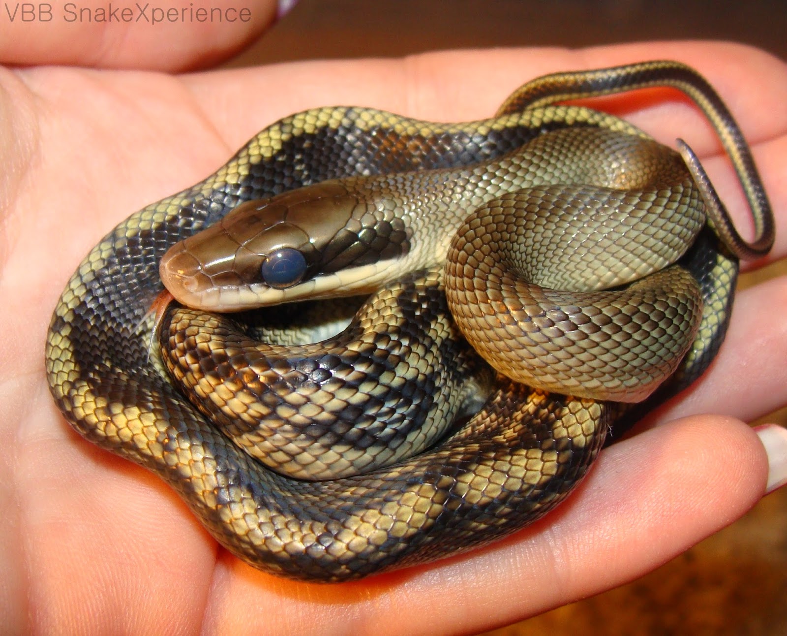 The Vietnamese Blue Beauty snake blog