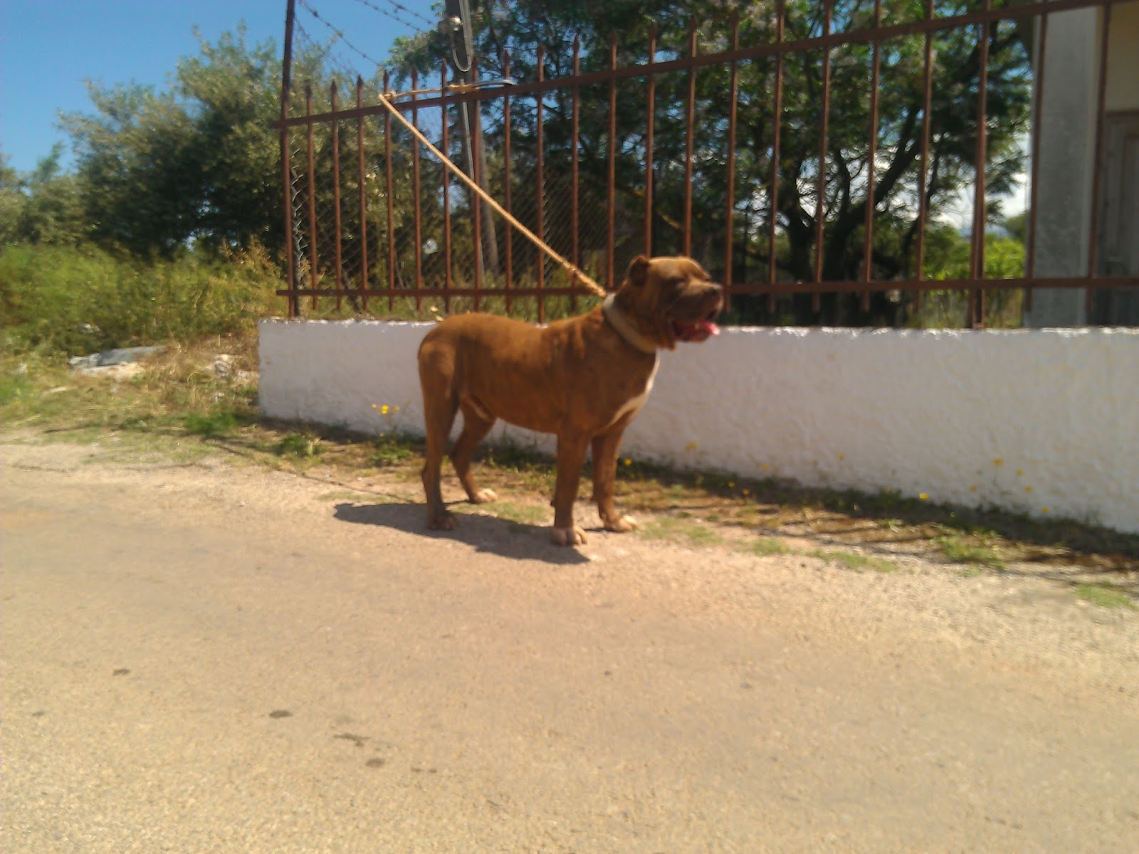 BANDOGFARM REGENCY MASTIFF FROM GREECE: BANDOG FROM BANDOGFARM