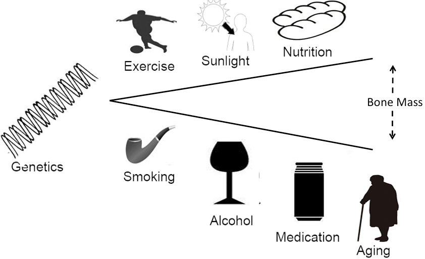 DEDICATED TO ALL WOMEN OF THE WORLD: OSTEOPOROSIS(thinning of bones)