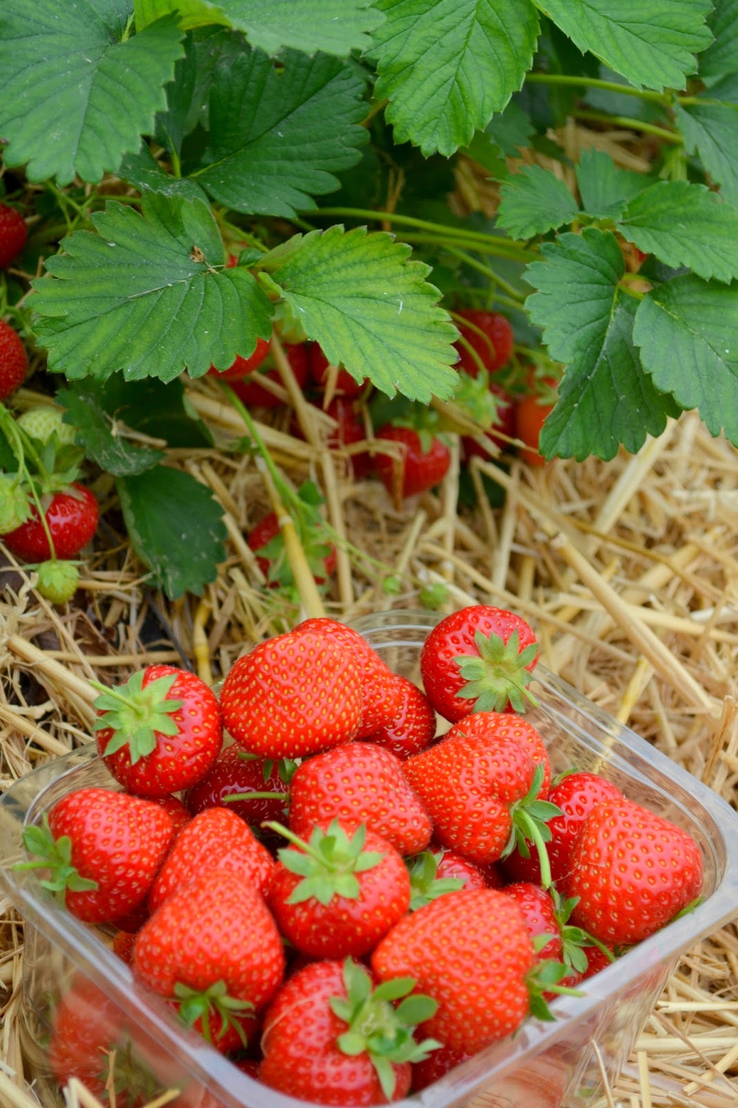 Strawberry Picking Di Rectory Farm Oxford London. - Dapur Kak Noor
