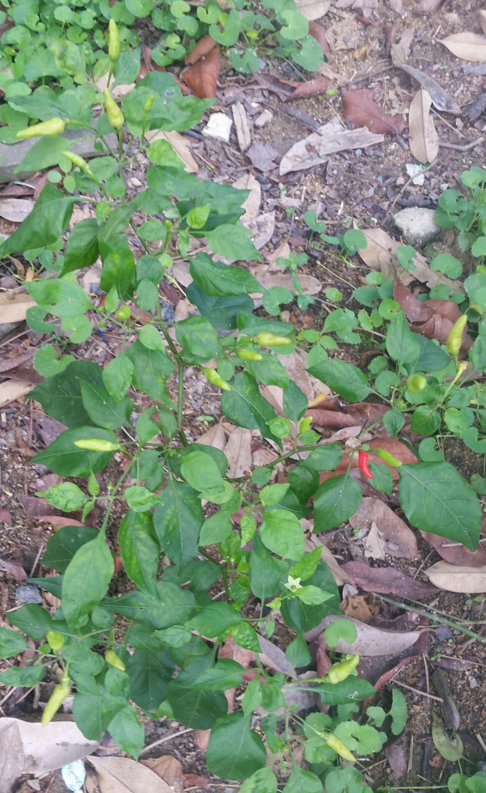 Warisan Petani: Pokok Cili Padi.