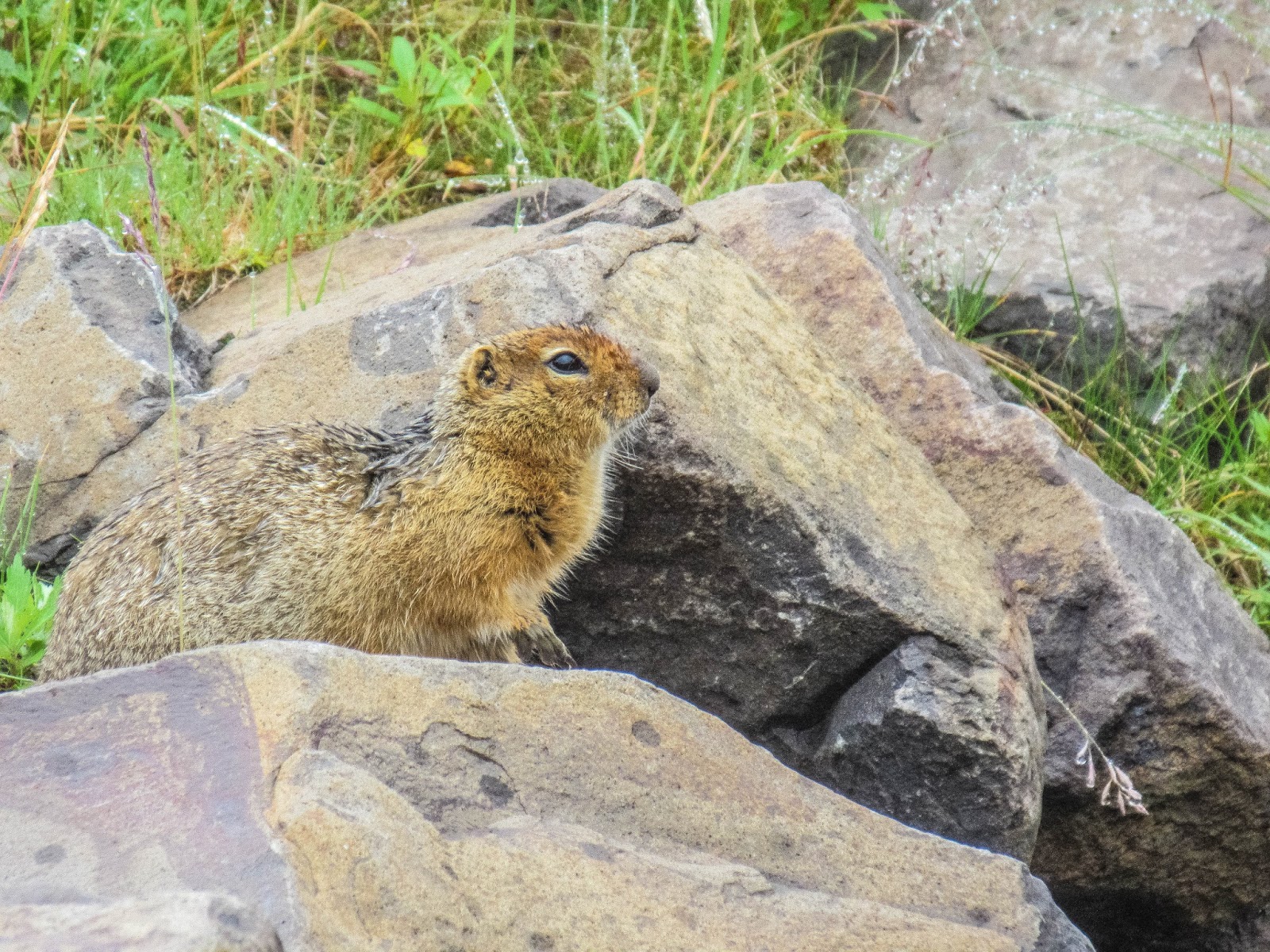 Cannundrums: Arctic Ground Squirrel