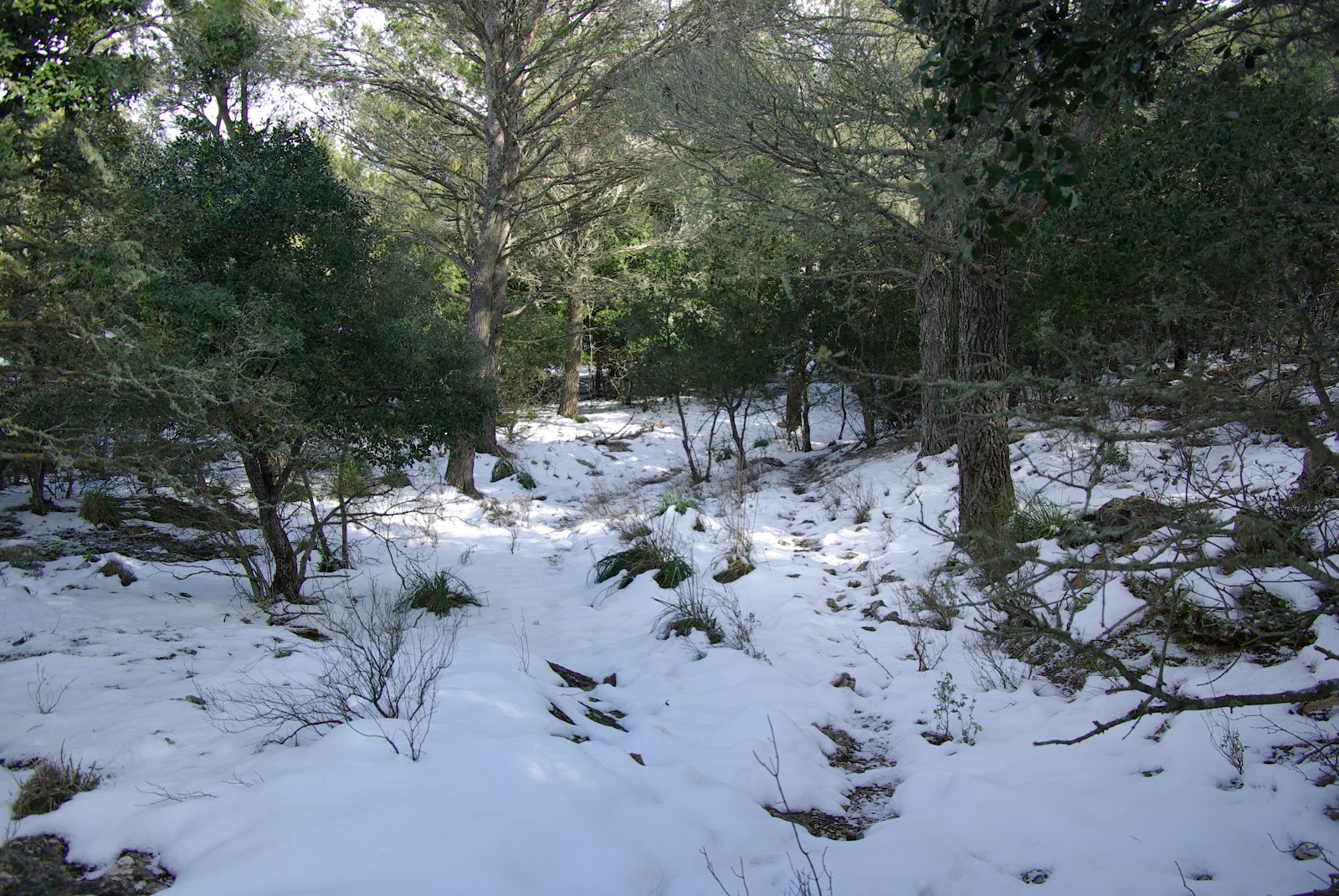 TRESQUES PER TRAMUNTANA: SA TALIA DE CAL REIS - PUIG DE CA´N LLENDERINA