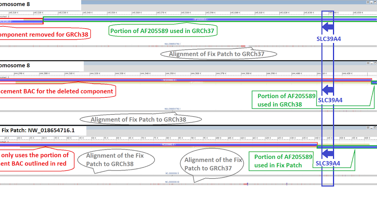 GenomeRef: GRCh38.p11: Clinically Relevant Updates to SLC39A4