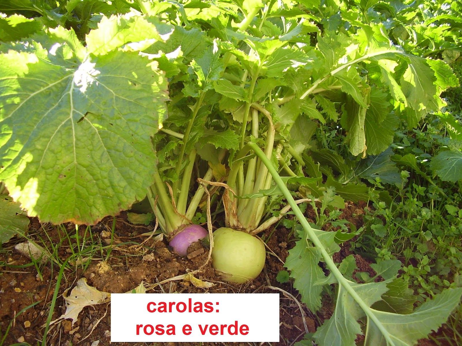 MILLARES (Baleira-Lugo): El nabo